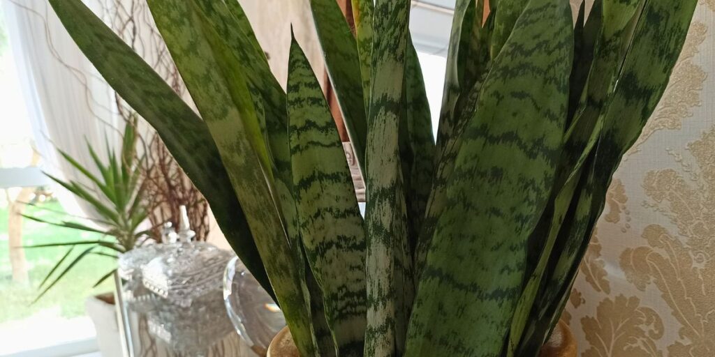 Espada de São Jorge: Aprenda a Cuidar da Sansevieria e Transforme Seu ...